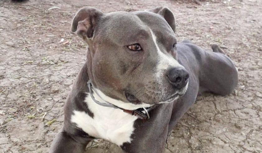 Torna ogni giorno al centro commerciale in cui si recava col suo ...